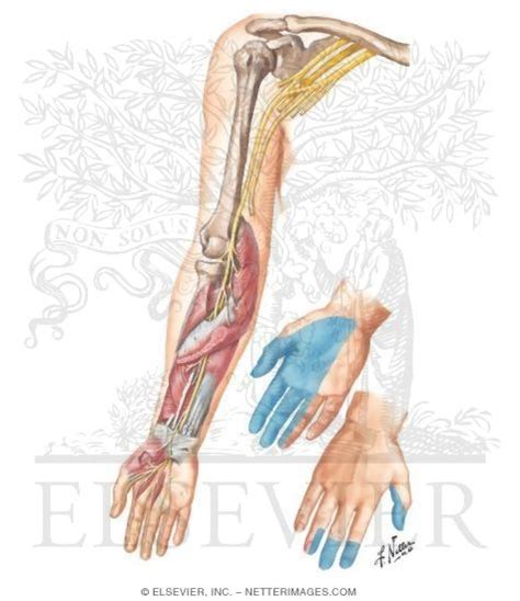 Median Nerve