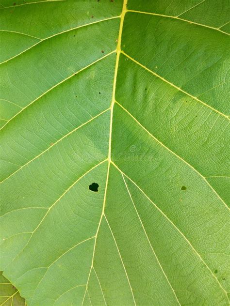 Teak Tree Leaf With Color Of Green And Brown Stock Image Image Of