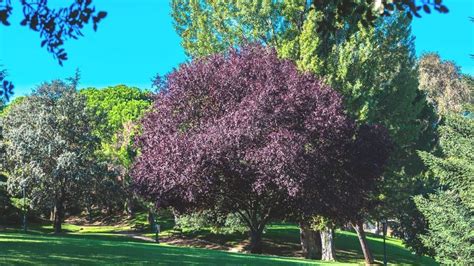 11 Stunning Trees With Purple Leaves So Royal Looking