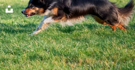 낮 동안 푸른 잔디밭에서 달리는 검은 색과 갈색의 긴 코팅 개 사진 Unsplash의 무료 보더 콜리 이미지