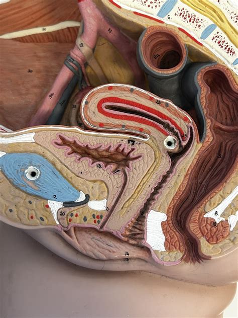 Female Cross Section Diagram Quizlet