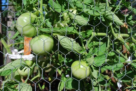 Protecting Tomatoes From Birds Thriftyfun