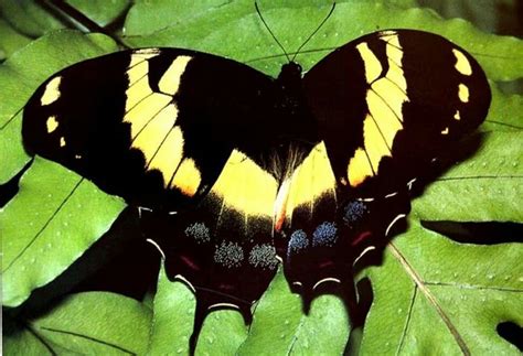 Jamaican Giant Swallowtail This Insect Is The Largest Butterfly