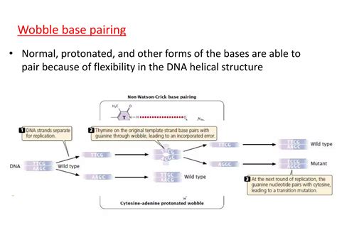 Spontaneous And Induced Mutations Pptx