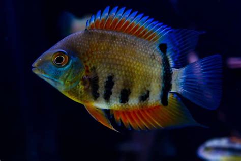 Severum Cichlid Types Care Tank Mates And More