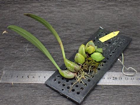 Yahoo オークション Bulbophyllum crassipes バルボフィラムクラシ