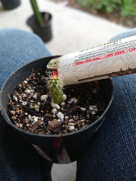 Environmental Causes Of Terminating Seedling R Sanpedrocactus