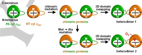 Construction Of C Type Cytochrome Heterodimers By Domain Swapping Download Scientific Diagram