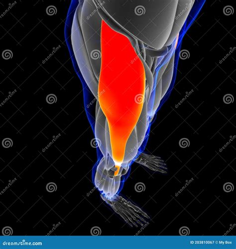 Tensor Fasciae Latae Muscle Anatomy For Medical Concept 3d Illustration