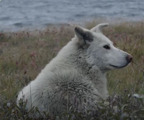 Solved Input Abcpng Of Type Is Not Supported Solveforum