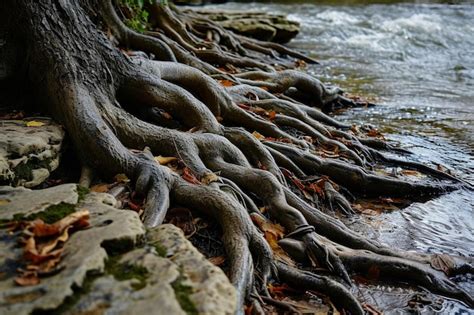 Premium Photo The Roots Of A Tree On The Side Of A River
