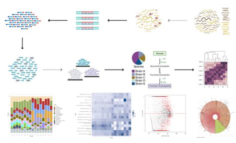 Best Metatranscriptomics Courses And Training For Microbiome Research
