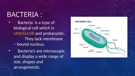 Medical Bacteriology Bacterial Morphology Ppt