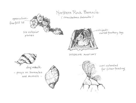 Barnacle Anatomy Drawn In