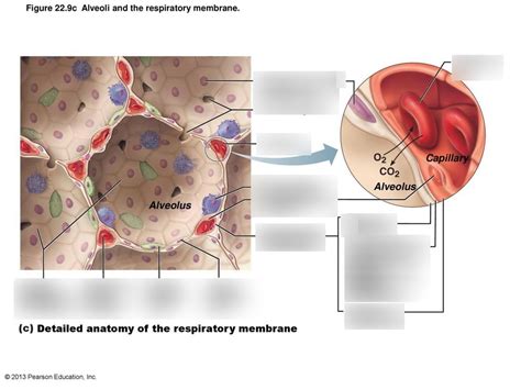 Chapter Respiratory System Slide Diagram Quizlet