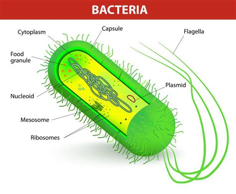 Structure Cellulaire De Bactéries Illustration De Vecteur Illustration Of Maladie Choléra