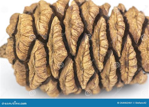 Giant Sequoia Sequoiadendron Giganteum Cone Isolated On White Background Stock Image Image