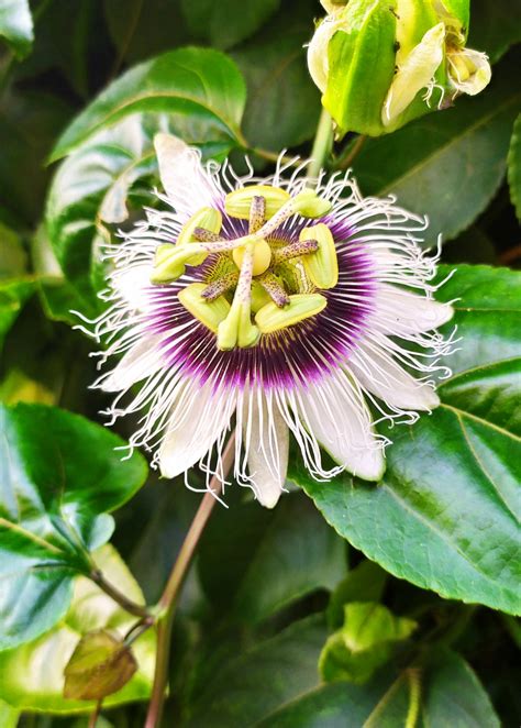 Passion Fruit Vine Passiflora Edulis Sow Exotic