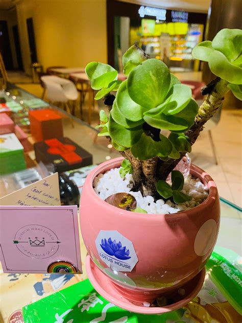 Солонгон Ааштын Увидас Ulaanbaatar