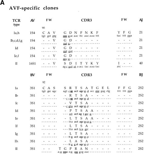 Nucleotide Sequence Of The α And β Chains V D J Junctional Regions And Download Scientific