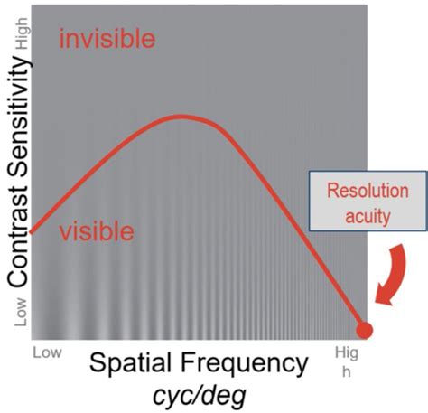 Spatial Resolution And Acuity Flashcards Quizlet