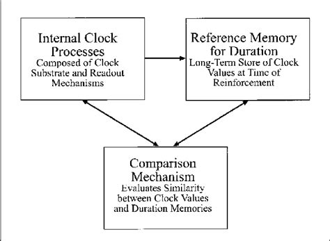 All Internal Clock Models Require Three Primary Stages Or Components Download Scientific
