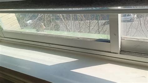 یکی از کارهای که لذت میبرم سر کار انجام بدم دون دادن غذا دادن به پرندهاست Mohammad Fattahi