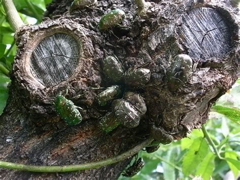 庭のクヌギの状況 ユルい芝生管理 26年目の庭づくり