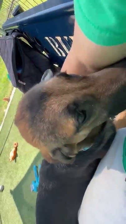 A624761 Arcinine 1 Youtube