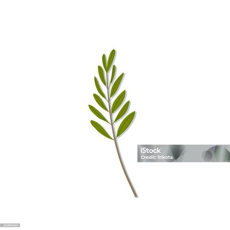 손으로 그린 녹색 올리브 가지 아이콘입니다 현대 올리브 잎 낙서 평화 고립 된 상징 벡터 일러스트 레이 션 평면 디자인 건강한 식생활에 대한 스톡 벡터 아트 및 기타 이미지