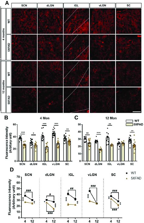 Synaptic Degeneration In The Retinorecipient Area Of The 5xfad Mice