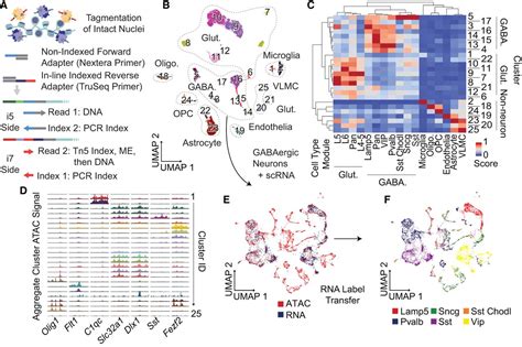 Atlas Scale Single Cell Chromatin Accessibility Using Nanowell Based Combinatorial Indexing