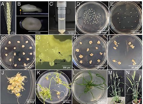 Frontiers Rapid And Highly Efficient Morphogenic Gene Mediated Hexaploid Wheat Transformation