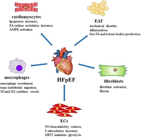 Cardiac Metabolic Reprogramming In Various Cell Types And Tissues In