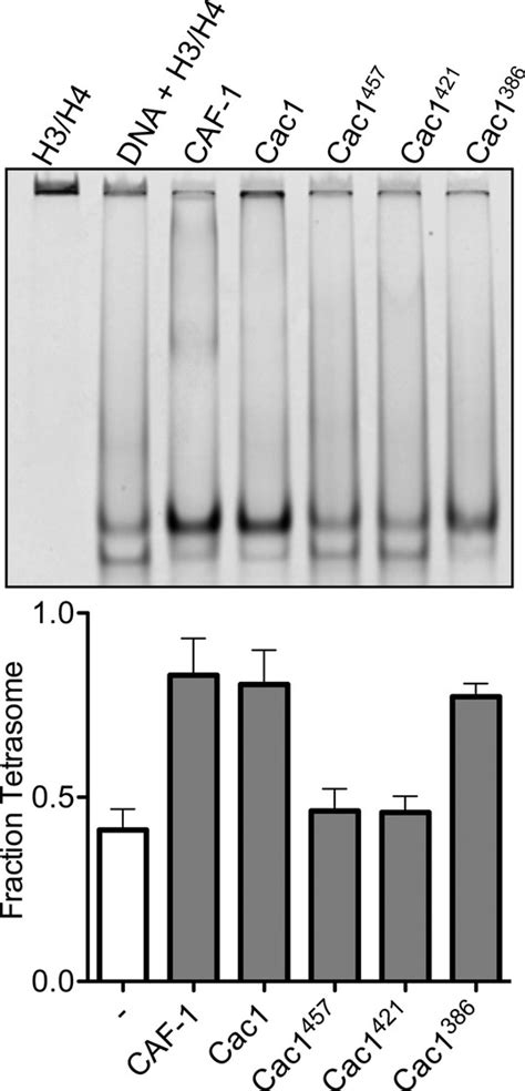 Figures And Data In The Cac1 Subunit Of Histone Chaperone Caf 1