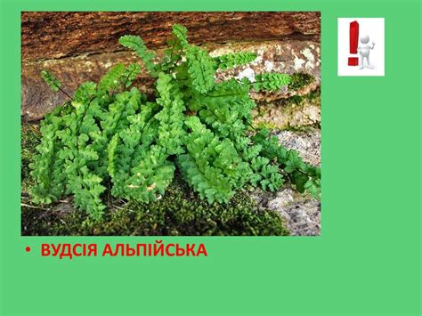 Папороті Лабораторне дослідження будови папоротей презентация онлайн