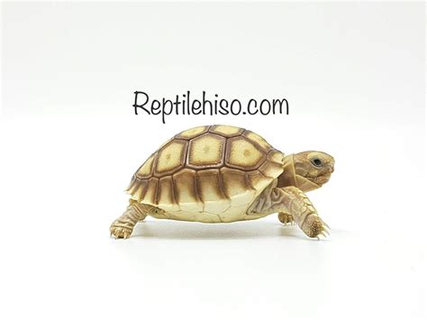 หน้าหลัก Reptilehiso ฟาร์มเต่ายักษ์ เต่าซูคาต้า เต่าบก อาหารเต่า วิธีเลี้ยงเต่า