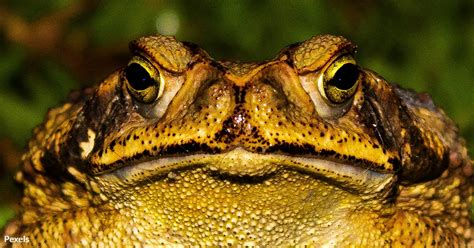 Deadly Invasion Unleashed In Florida — Pets At Risk From Toxic Toad