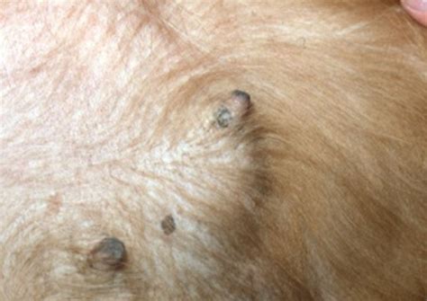 17 Sex Hormone Dermatoses Canine Small And Large Animal