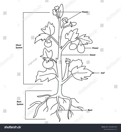 Science Parts Plant Morphology Tomato Plant Stock Vector Royalty Free