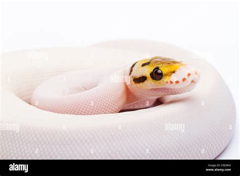 Royal Python Python Regius Bumble Bee Piebald Female Willi Obermayer Reptile Breeding