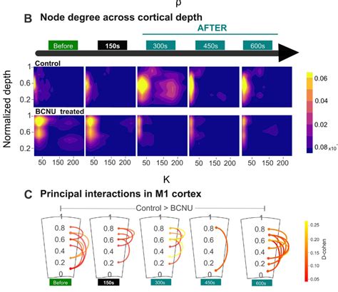 Altered Functional Connectivity And Network Excitability In A Model Of Cortical Dysplasia Luis