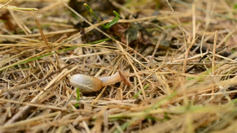 Snail Comes Out Of Coiled Shell And Crawls Away On Straw Stock Footage