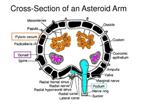 Asteroid Cross Section Labled