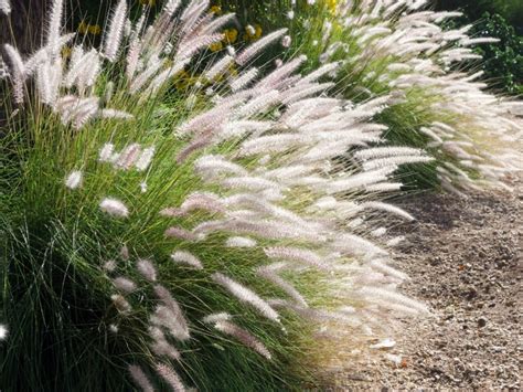 Varieties Of Fountain Grass Popular Types Of Fountain Grass To Grow