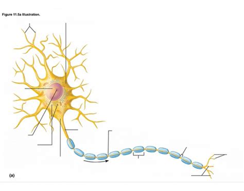 Neuron Diagram Unlabeled