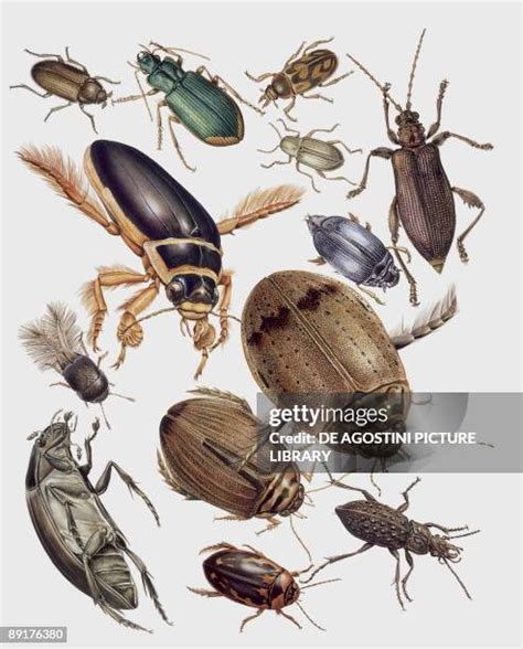 Beetle Coleoptera Photos And Premium High Res Pictures Getty Images