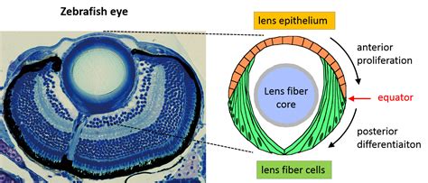 Diagram Of The Zebrafish Eye Okinawa Institute Of Science And