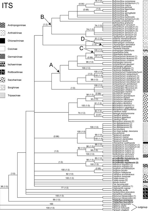 Strict Consensus Of 2746 Most Parsimonious Trees Length 1453 Download Scientific Diagram