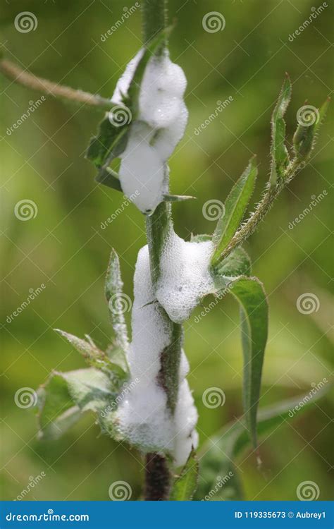 Spittlebug Foam On Plant Stock Image Image Of Hidden 119335673